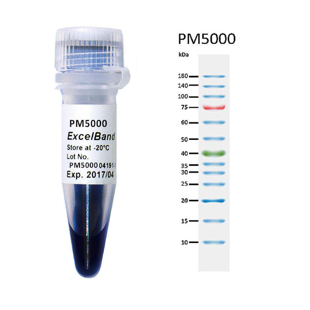 [PM5000] ExcelBand™ 3-color Pre-Stained Protein Ladder, Regular Range ...