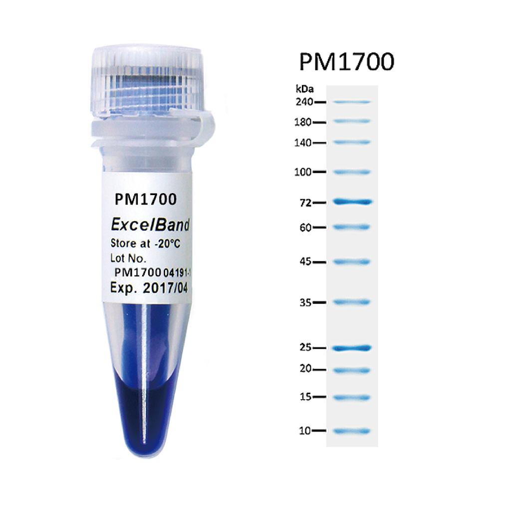 [PM1700] ExcelBand™ All Blue Broad Range Protein Marker (9-240 kDa ...