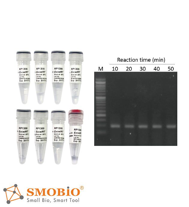 [RP1300] ExcelRT™ Reverse Transcription Kit, 100 Rxn